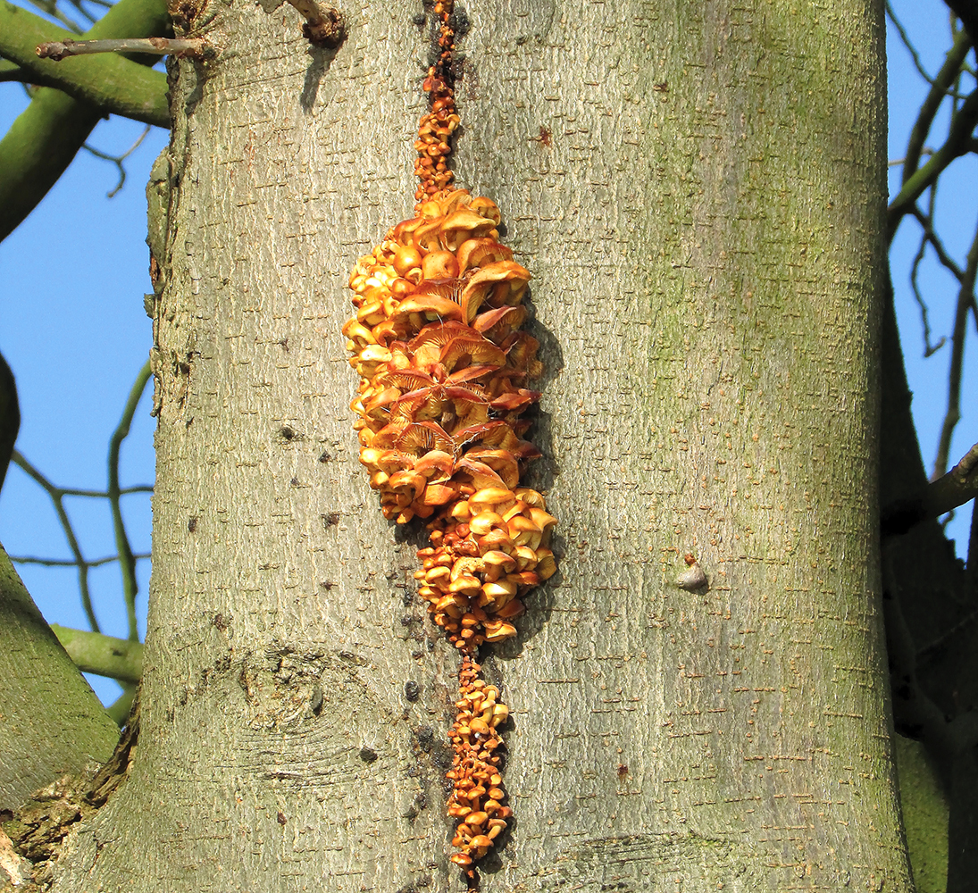 2. Tree Surgeon Visual Tree Inspection - NPC Tree Surgery
