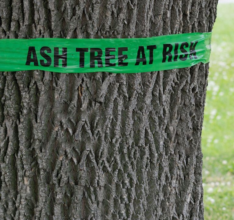 Ash Dieback - NPC Tree Surgery